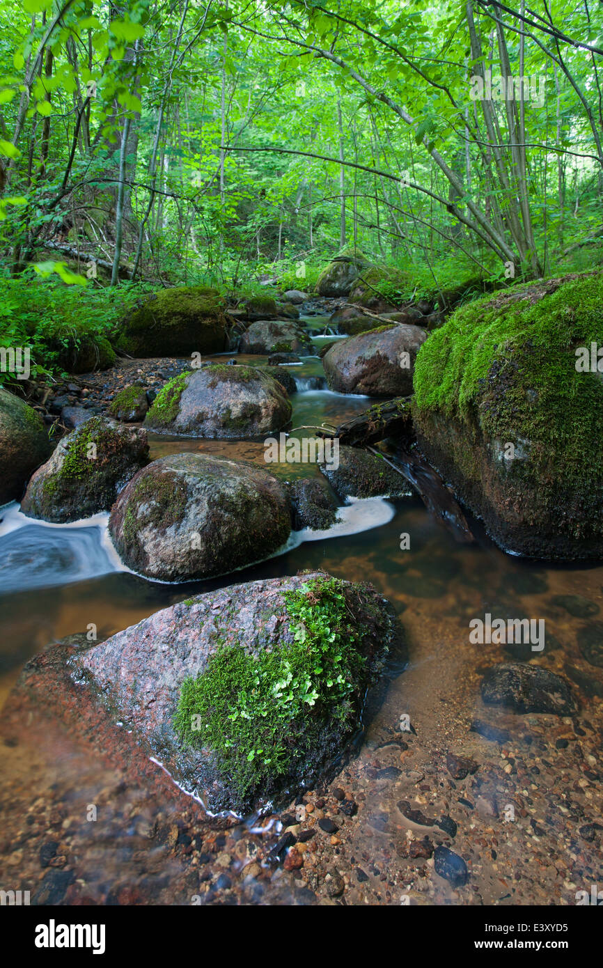 Beautiful view to rocky small river in forest Stock Photo - Alamy
