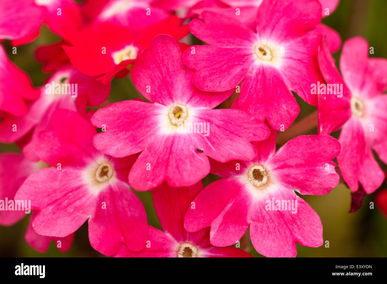 Red white annuals hi-res stock photography and images - Alamy