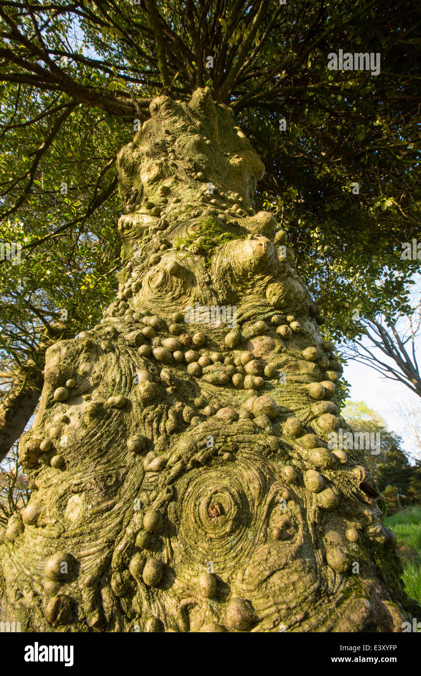 Knobbly growths hi-res stock photography and images - Alamy