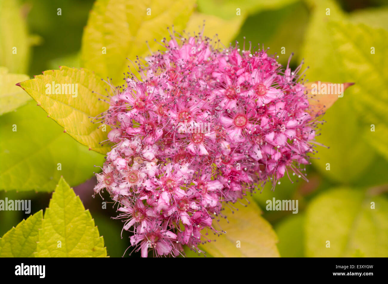 Spirea shrub flowers hi-res stock photography and images - Alamy