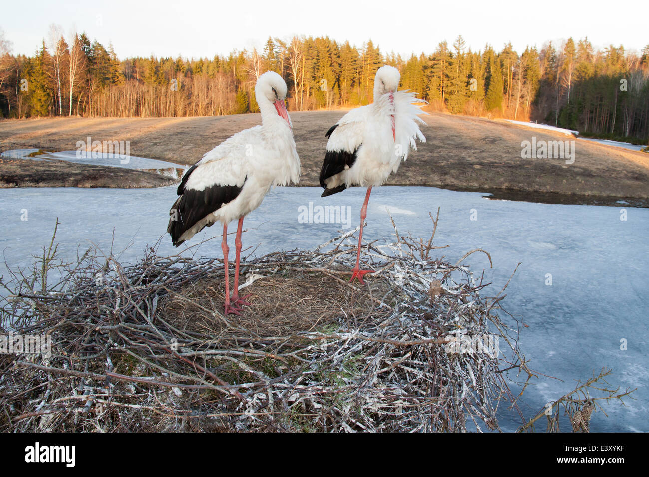 White stork family sleeping on nest Stock Photo - Alamy
