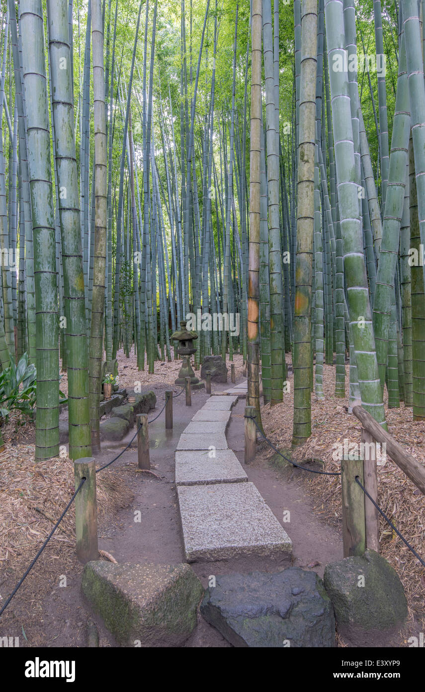Stone sculptures in bamboo forest Stock Photo - Alamy