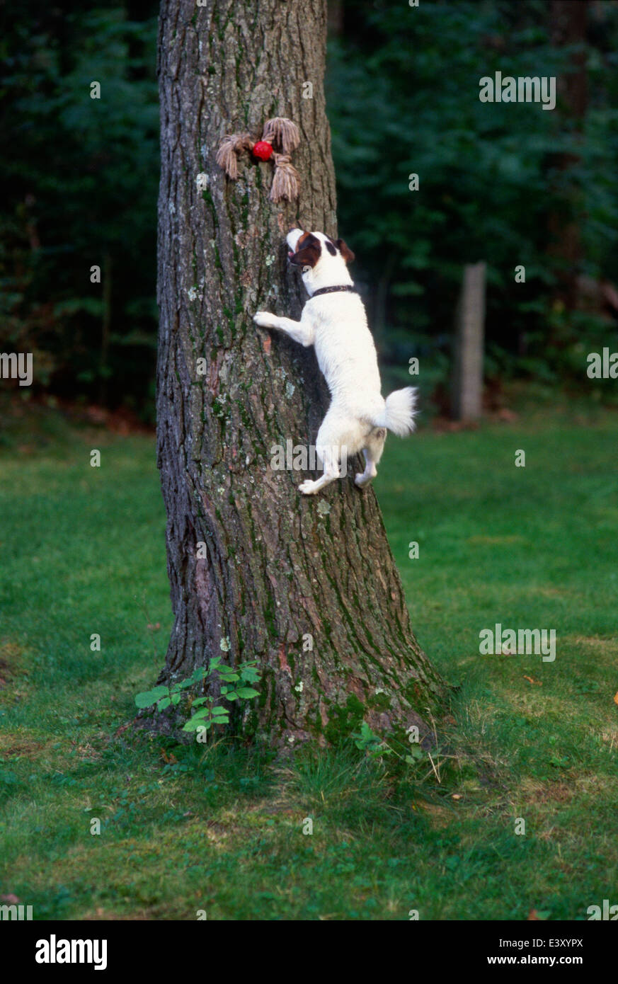 A dog climbing up a tree to get to its toy Stock Photo - Alamy