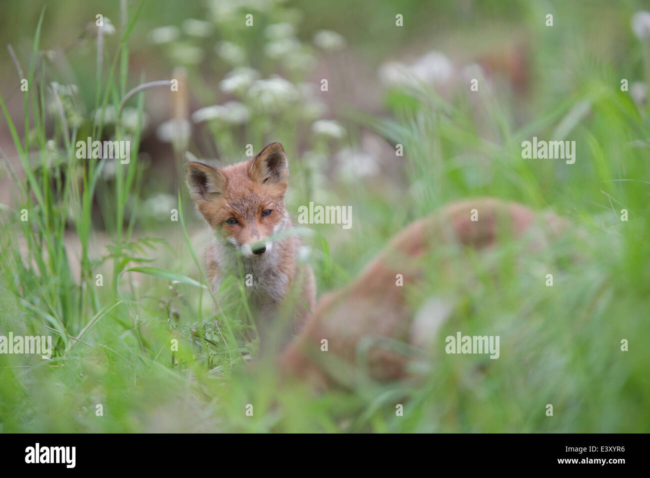 Red Fox kittens (Vulpes vulpes Stock Photo - Alamy