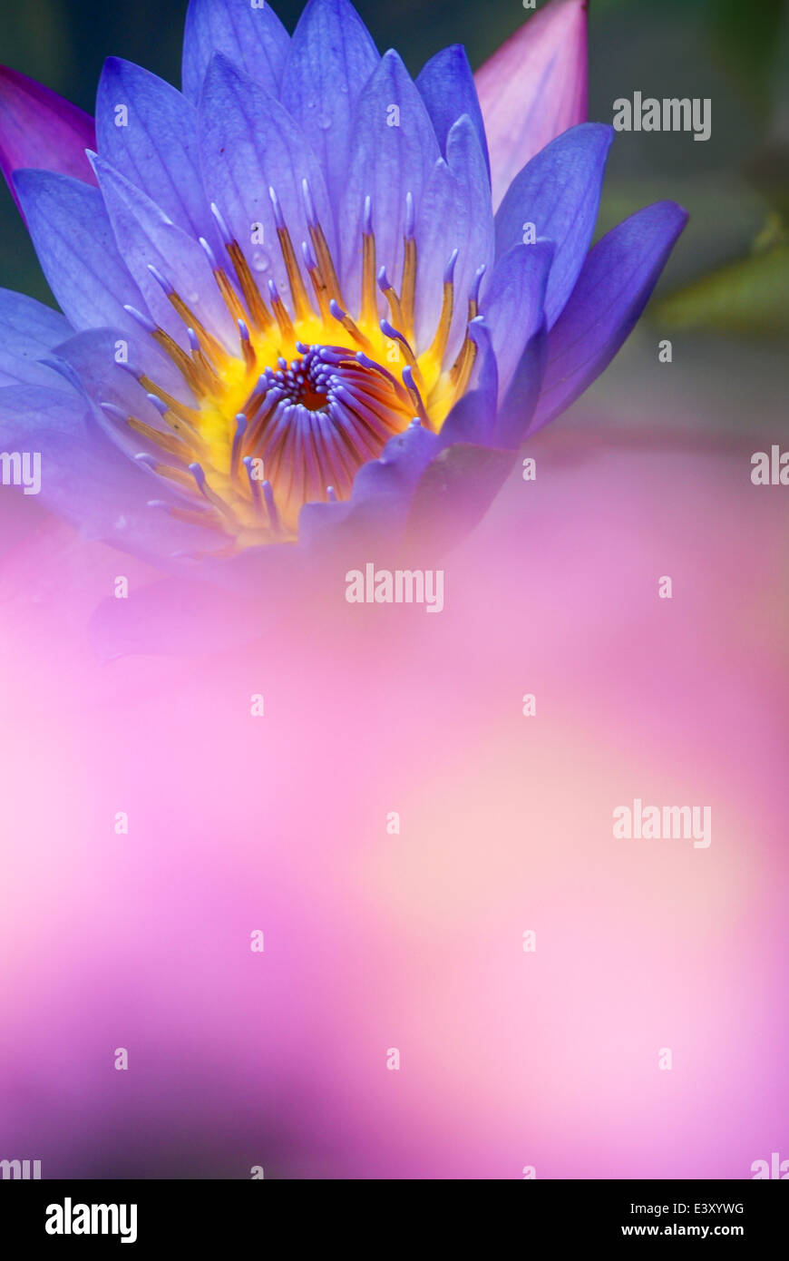 Winter lily hi-res stock photography and images - Alamy