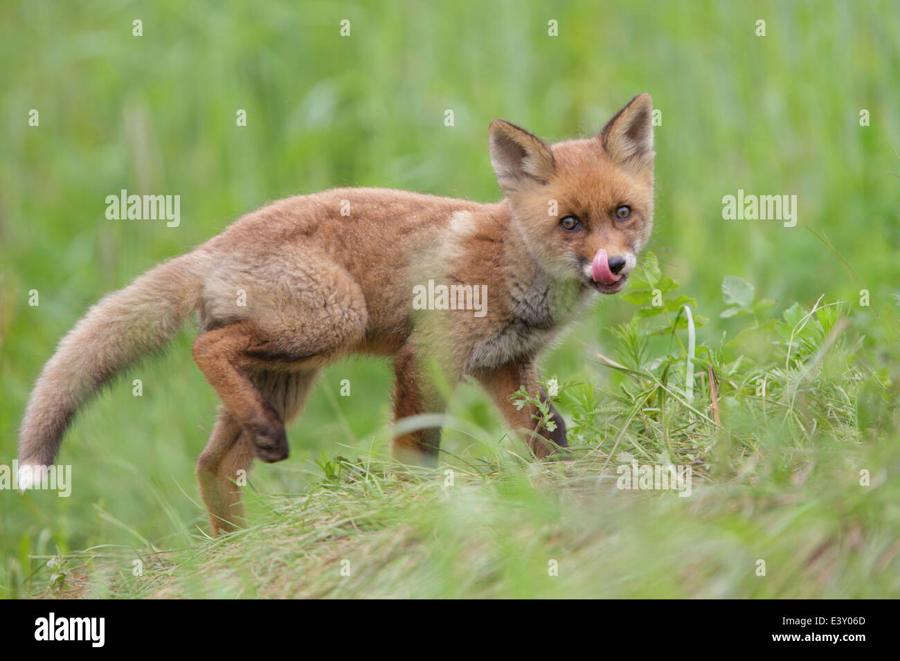 Red Fox kit (Vulpes vulpes Stock Photo - Alamy