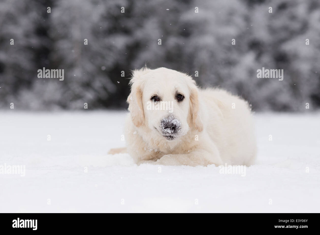 Golden retriever with snowy nose Stock Photo - Alamy