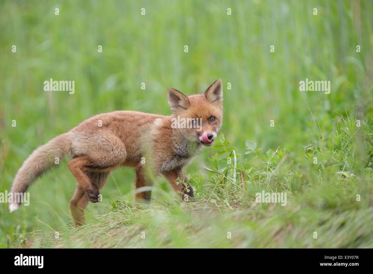 White fox tail hi-res stock photography and images - Alamy