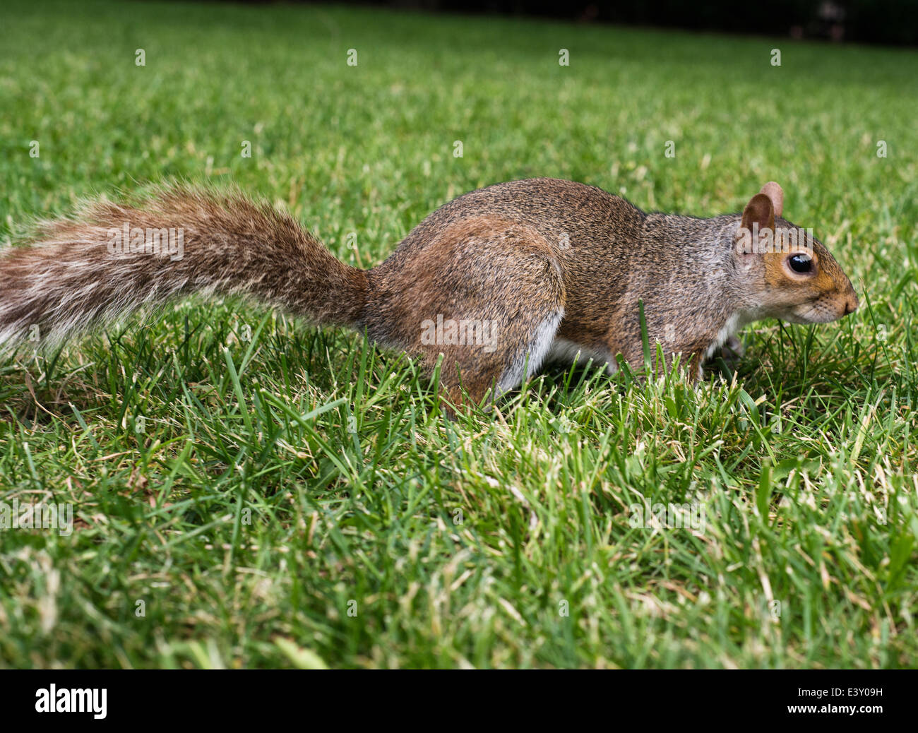 A squirrel walking through Union Square park, New York city Stock Photo ...