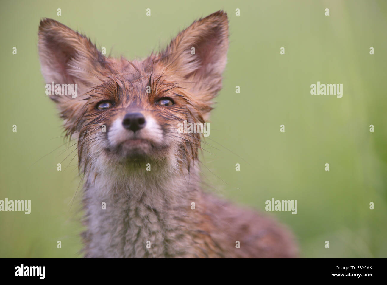 Wet red fox vulpes hi-res stock photography and images - Alamy