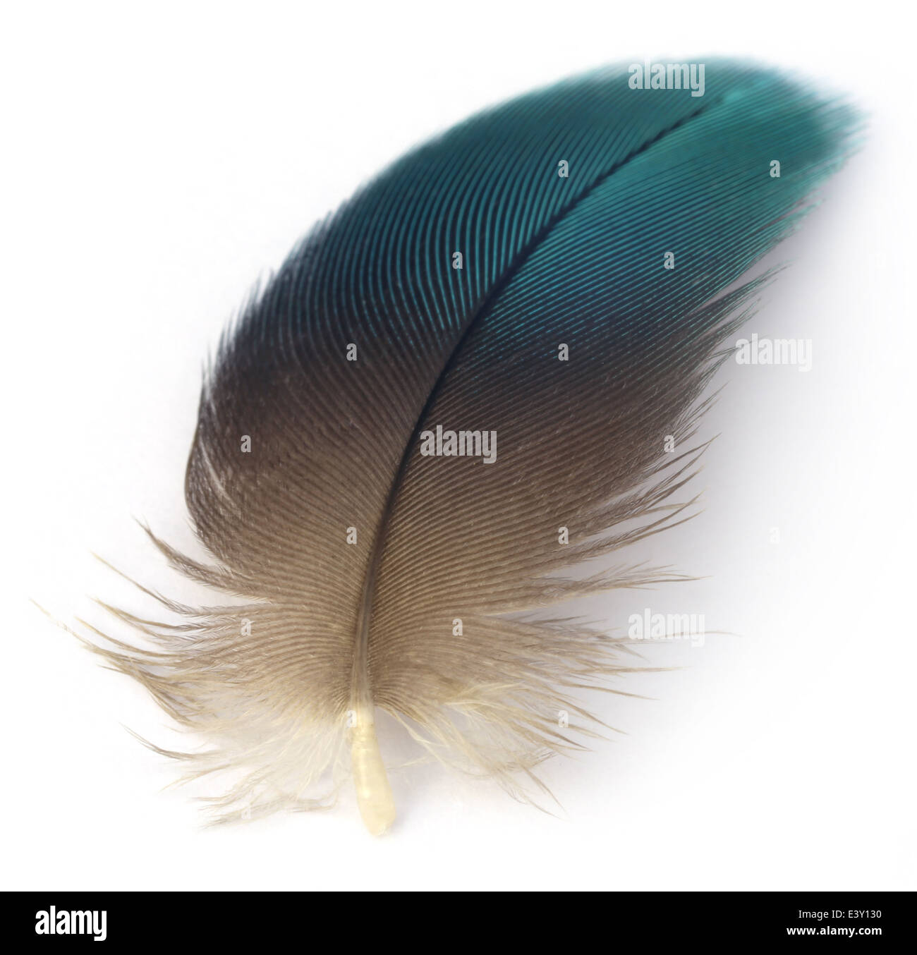 Feather of macaw bird Stock Photo - Alamy