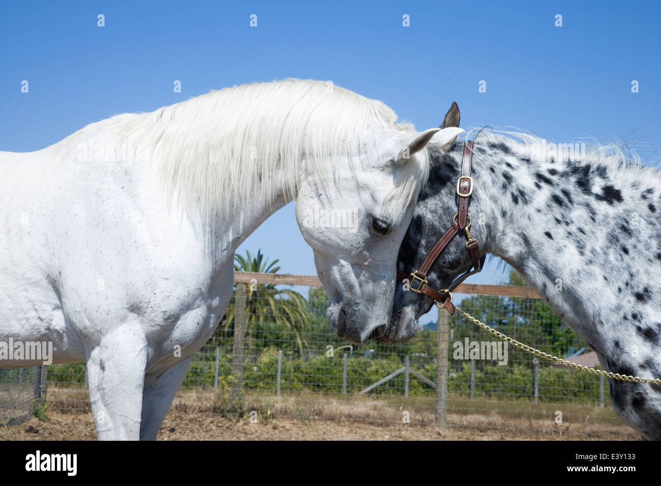 Animals touching hi-res stock photography and images - Alamy