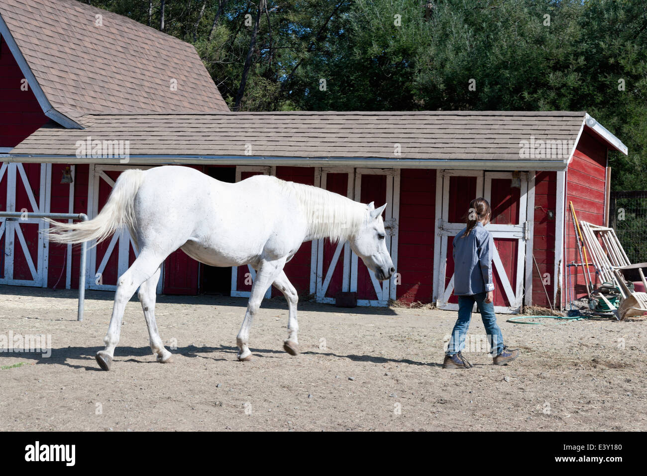 Walking horse hi-res stock photography and images - Alamy