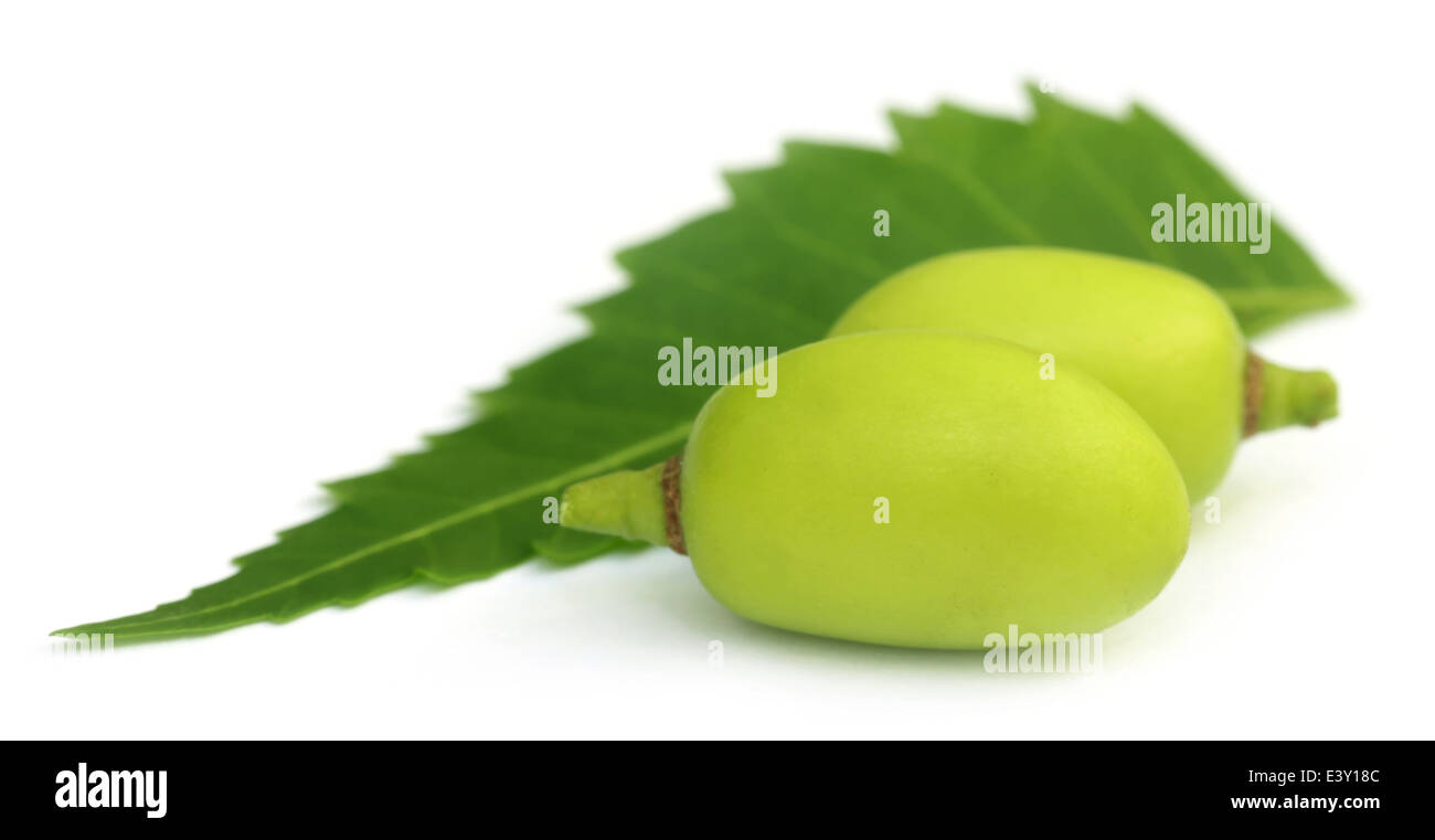 Medicinal neem fruits over white background Stock Photo - Alamy