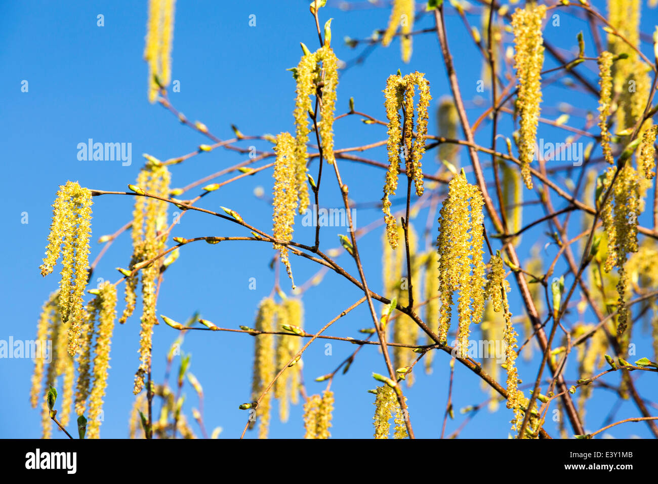 Silver birch tree flower catkin hi-res stock photography and images - Alamy