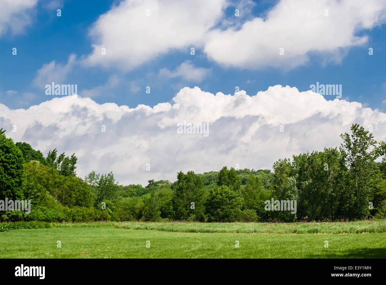 Empty field leading into forest against fluffy clouds and sky Stock ...