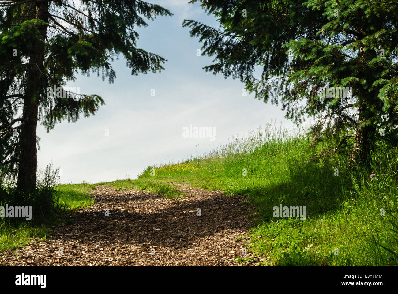Shaded path covered in wood chips emerging from between trees Stock ...