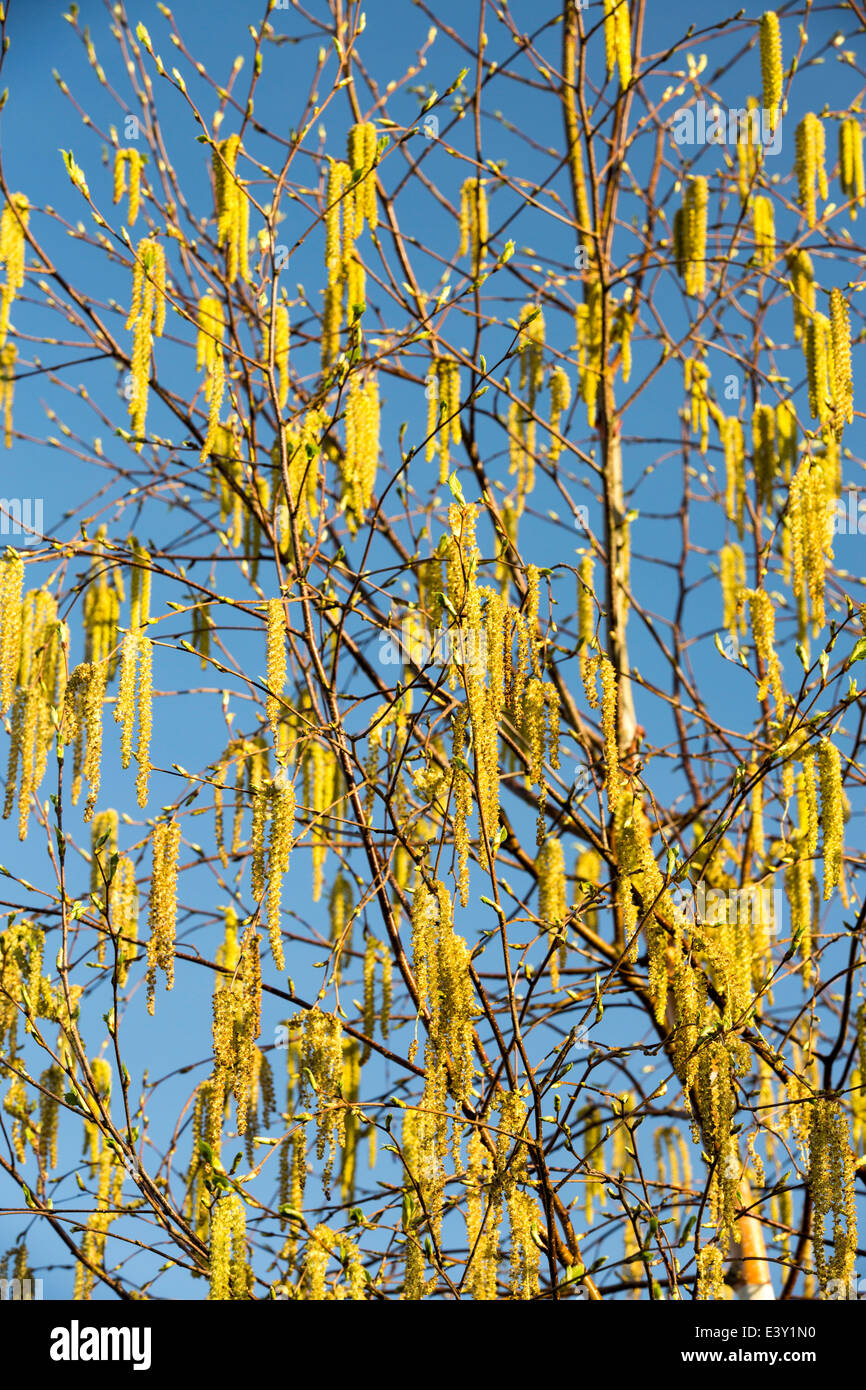 Silver birch tree flower catkin hi-res stock photography and images - Alamy