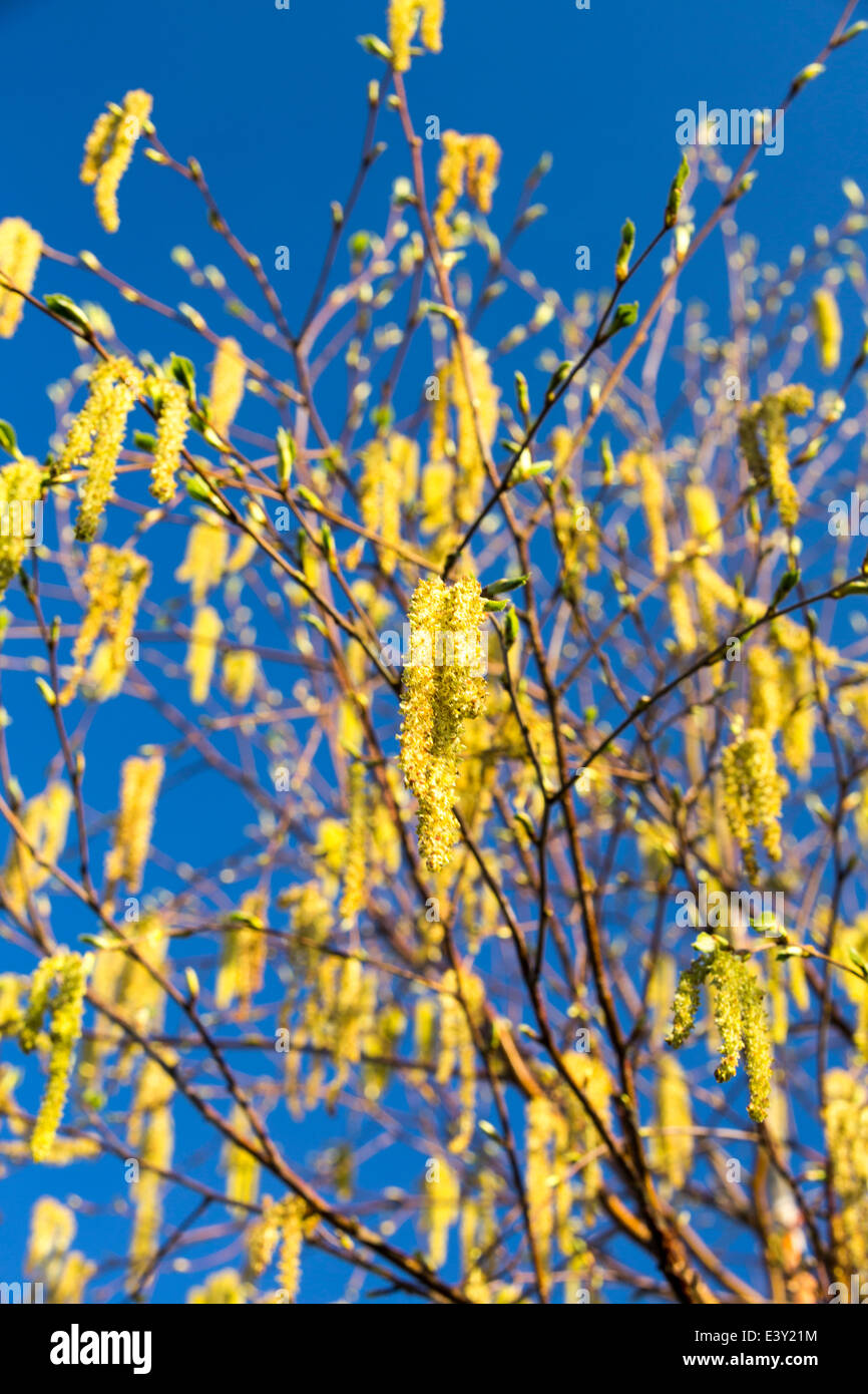 Silver birch tree flower catkin hi-res stock photography and images - Alamy