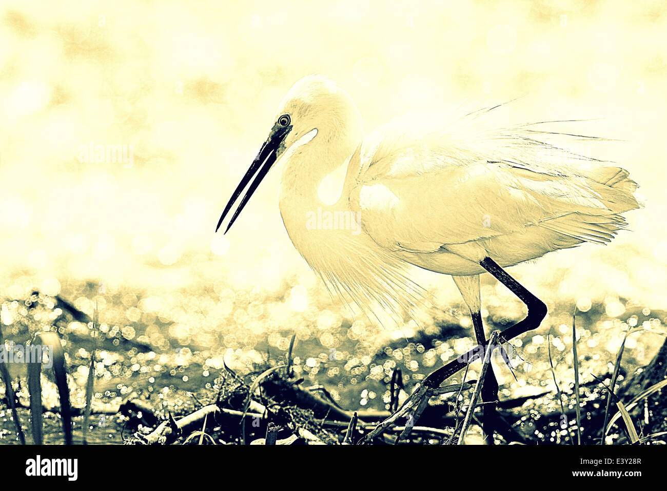 Little bird key hi-res stock photography and images - Alamy