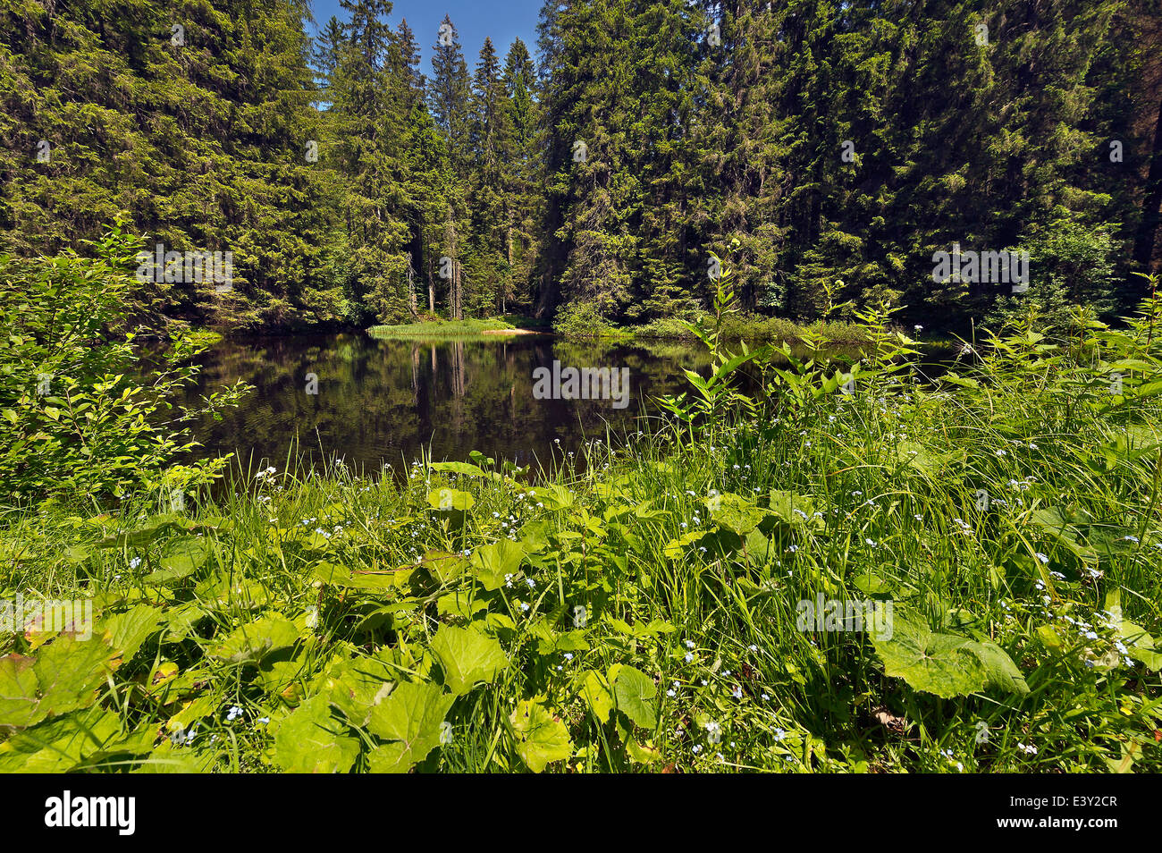 Germany, Falkenstein, Bayerischer Wald NP, Bavaria, mountain lake Stock ...
