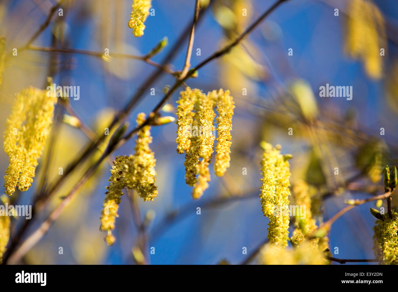 Silver birch tree flower catkin hi-res stock photography and images - Alamy