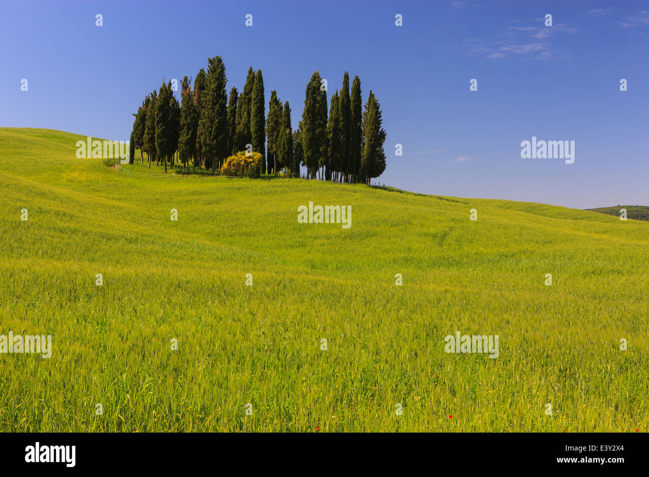 Circle of Cypress trees near Torrenieri in the heart of the Tuscany ...
