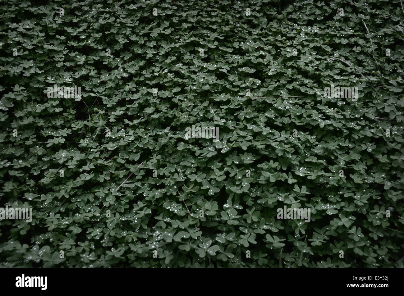 Clover plant with rain drops winter nature background Stock Photo - Alamy