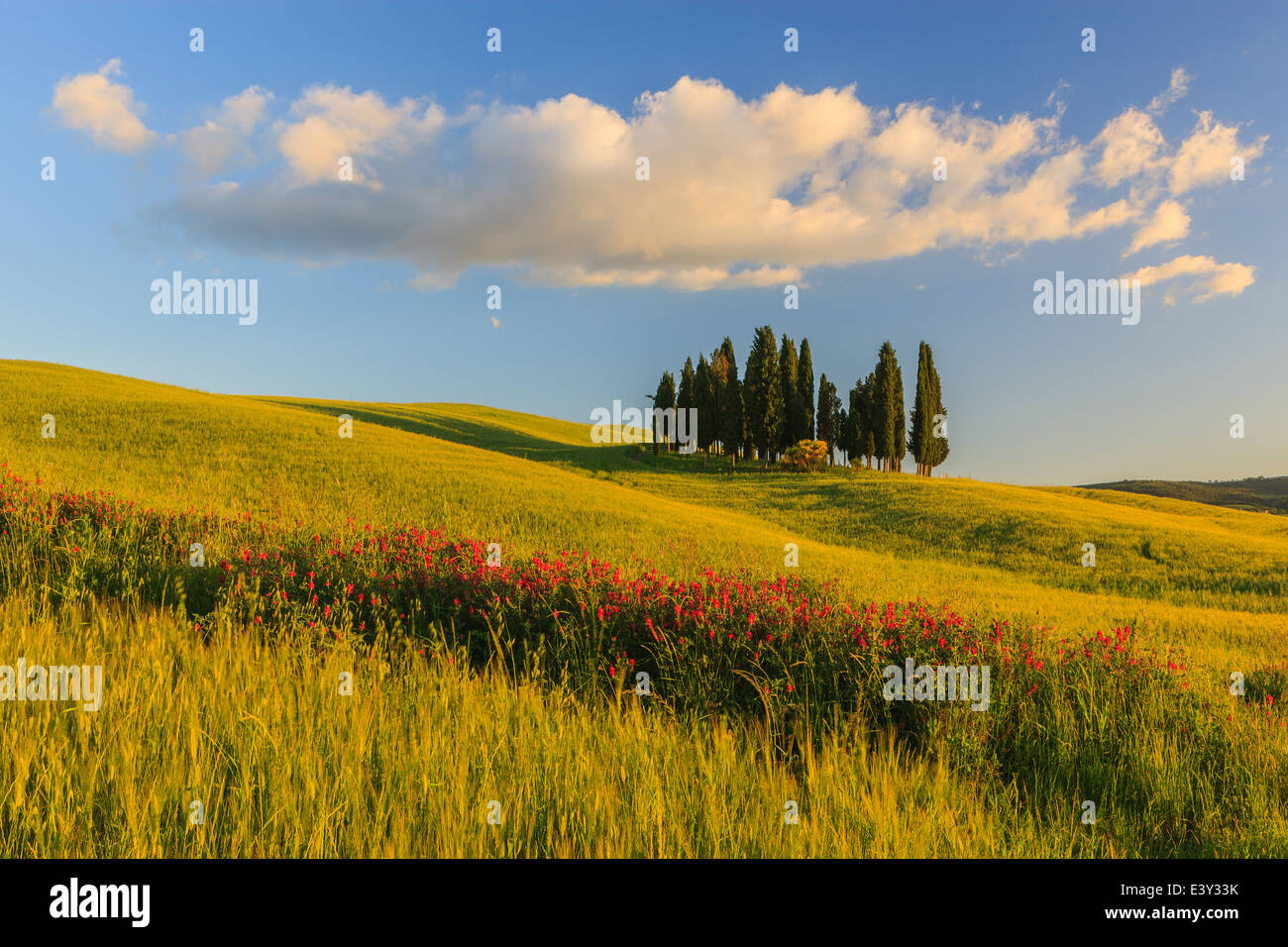 Circle of Cypress trees near Torrenieri in the heart of the Tuscany ...