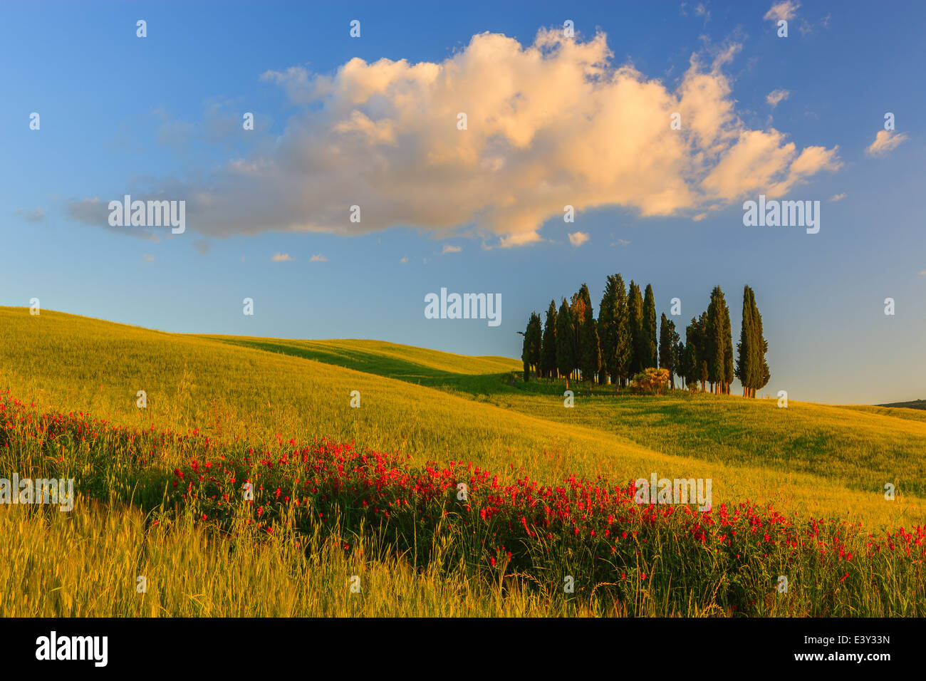Circle of Cypress trees near Torrenieri in the heart of the Tuscany ...