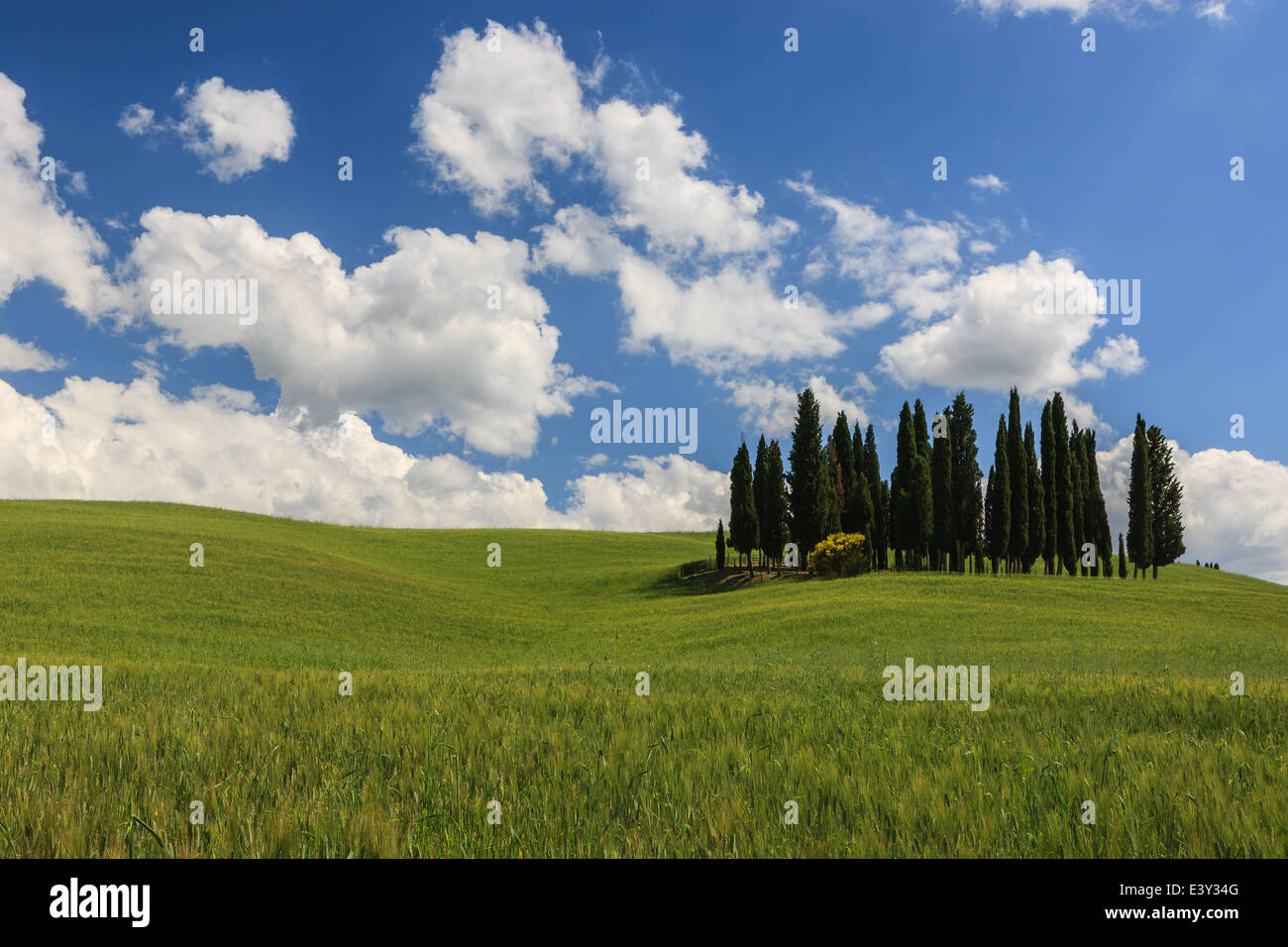 Circle of Cypress trees near Torrenieri in the heart of the Tuscany ...