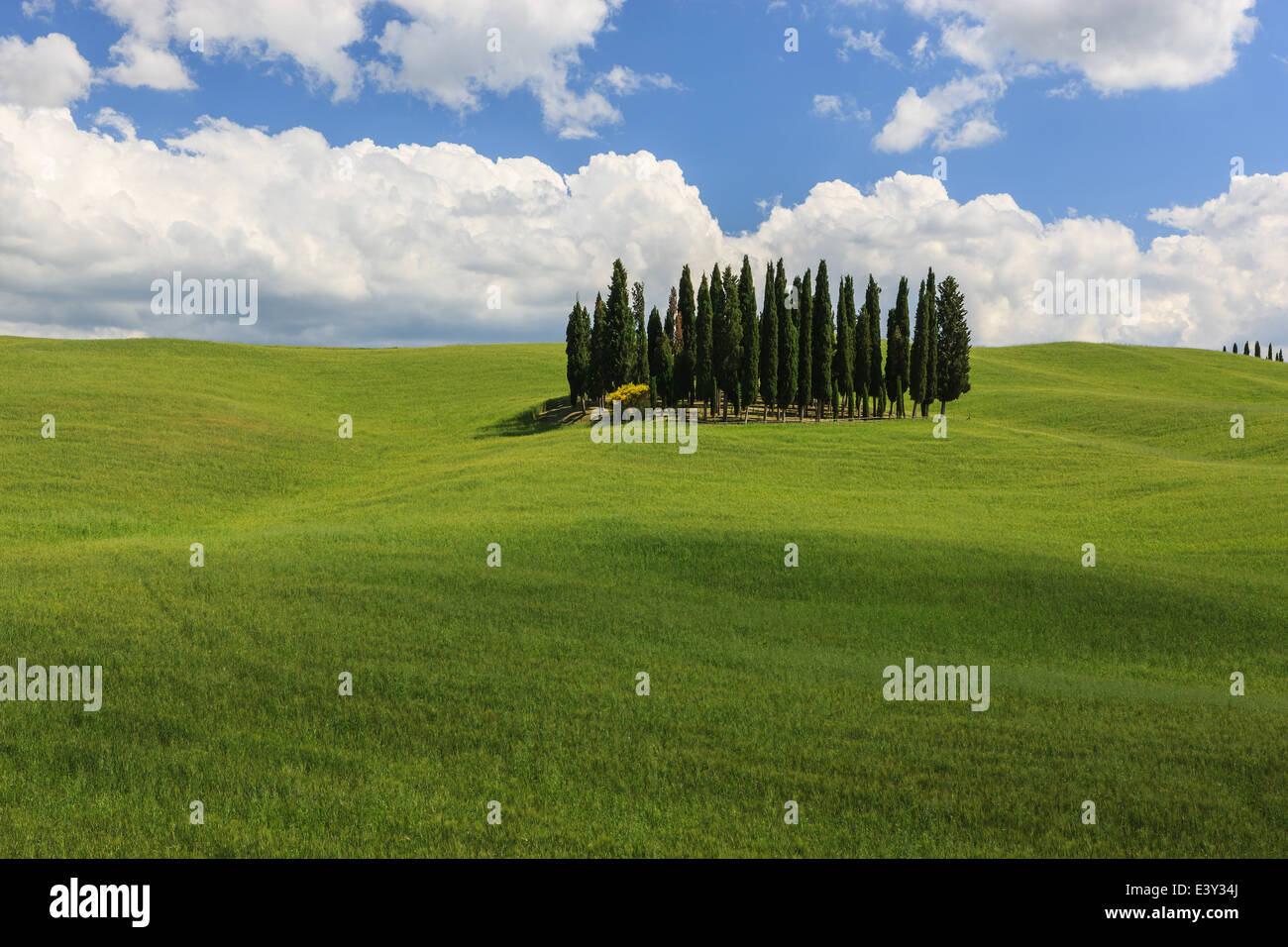 Circle of Cypress trees near Torrenieri in the heart of the Tuscany ...
