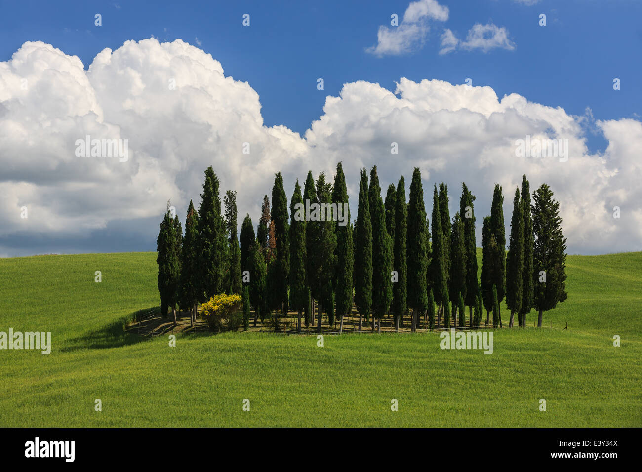 Circle of Cypress trees near Torrenieri in the heart of the Tuscany ...