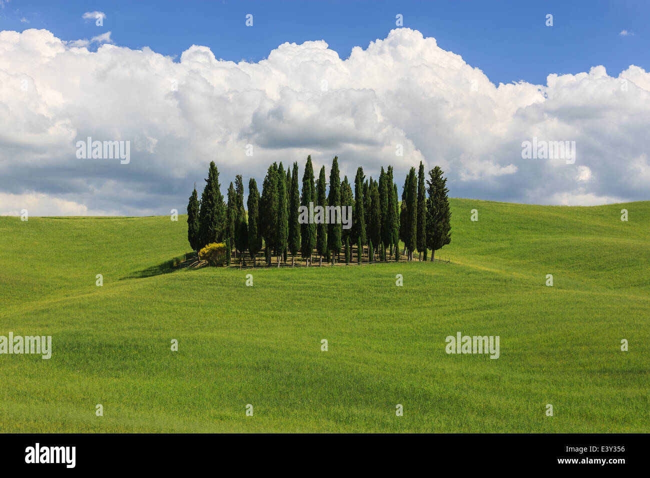 Circle of Cypress trees near Torrenieri in the heart of the Tuscany ...
