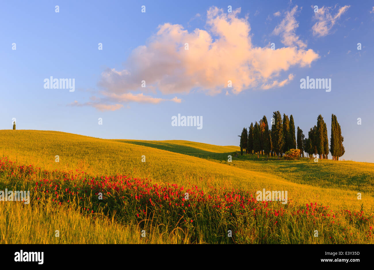Circle of Cypress trees near Torrenieri in the heart of the Tuscany ...