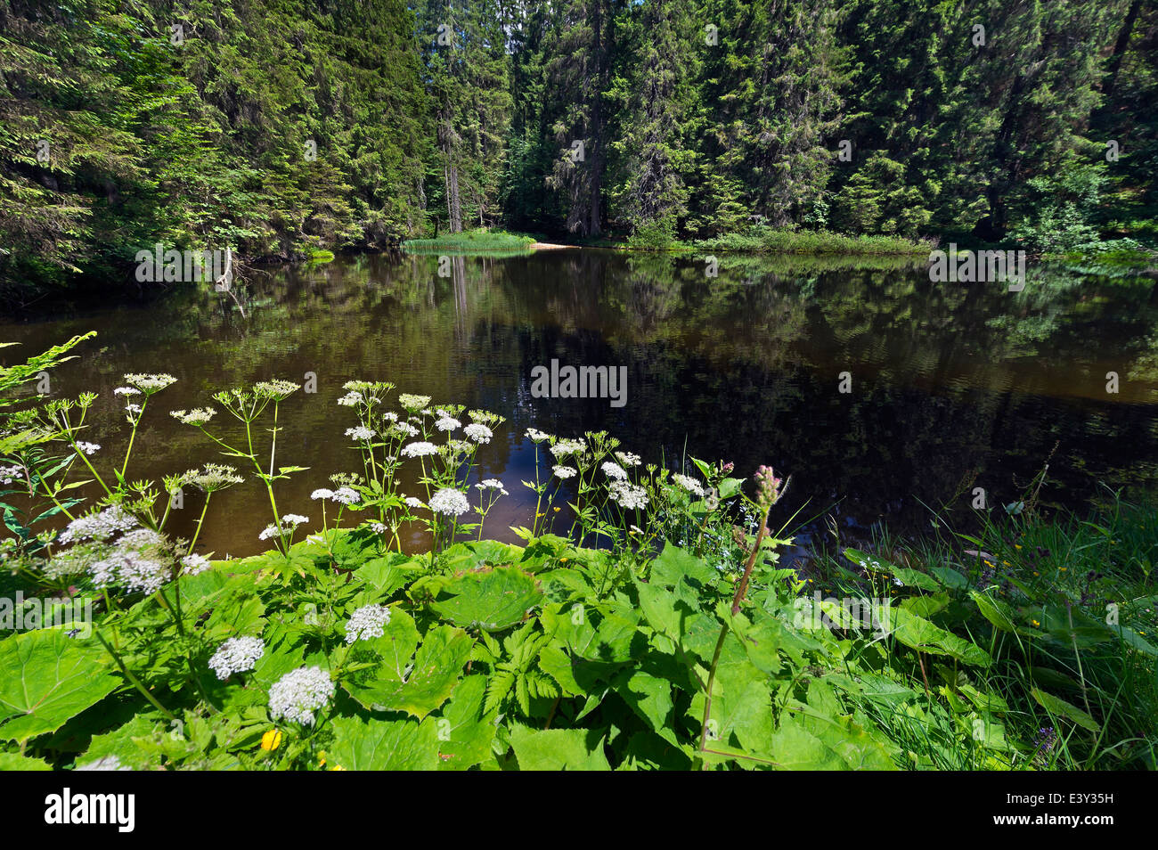 Germany, Bavaria, Bayerischer Wald NP, mountain lake Stock Photo - Alamy