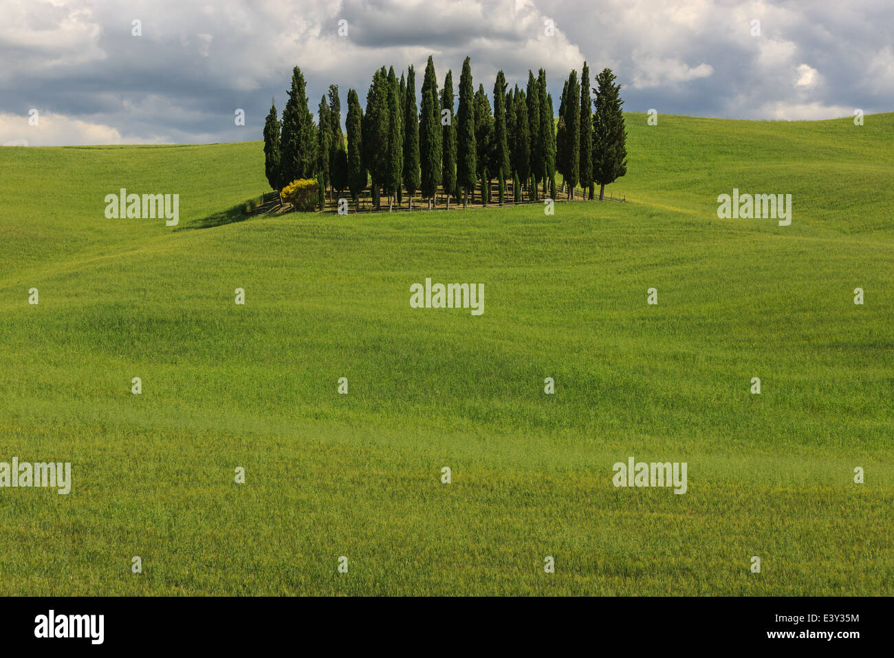 Circle of Cypress trees near Torrenieri in the heart of the Tuscany ...