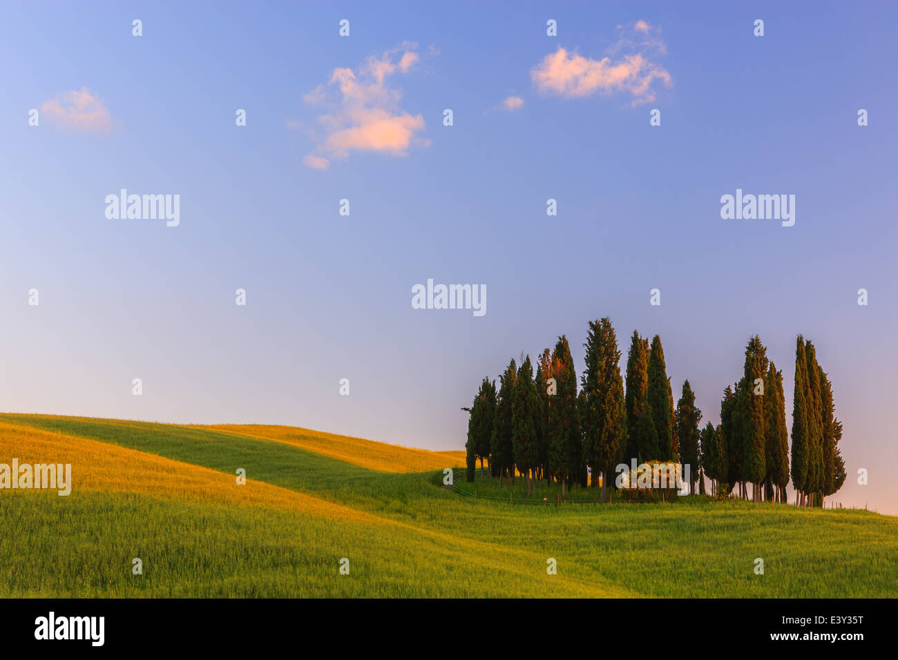Cypress trees at Torrenieri, close to Montalcino in the heart of the ...