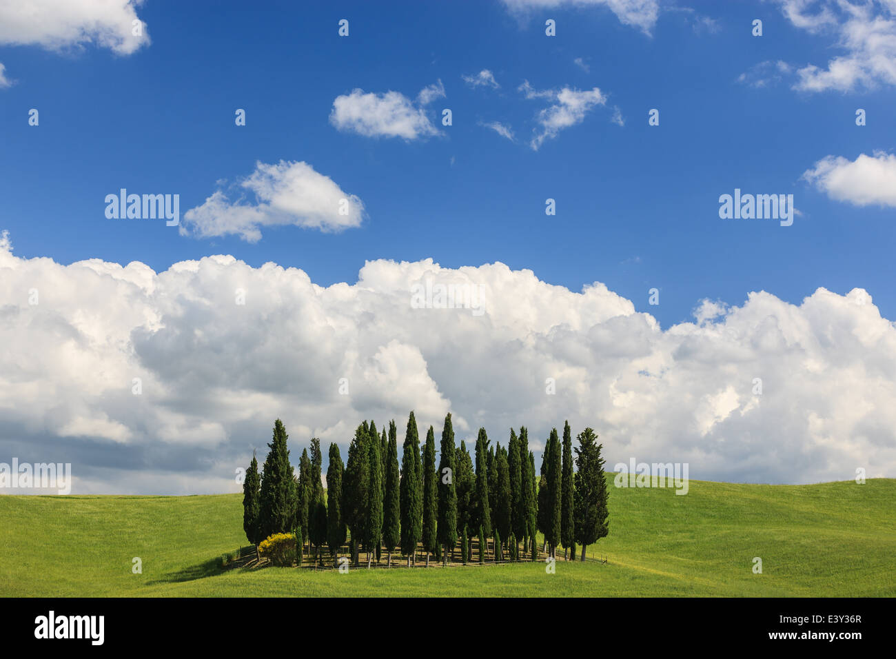 Circle of Cypress trees near Torrenieri in the heart of the Tuscany ...