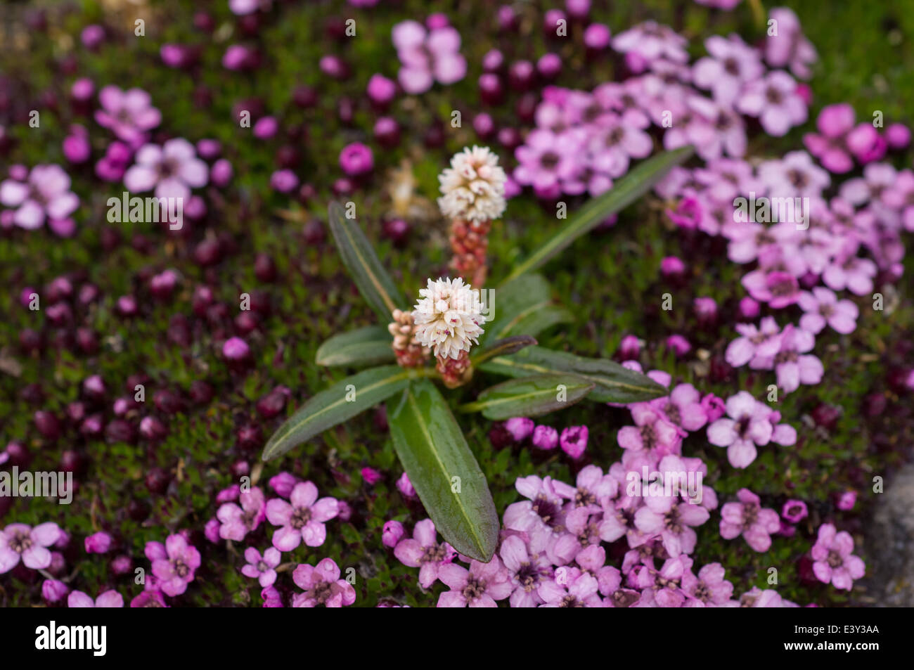Alpine bistort (Polygonum viviparum) in a turf of moss campion (Silene ...