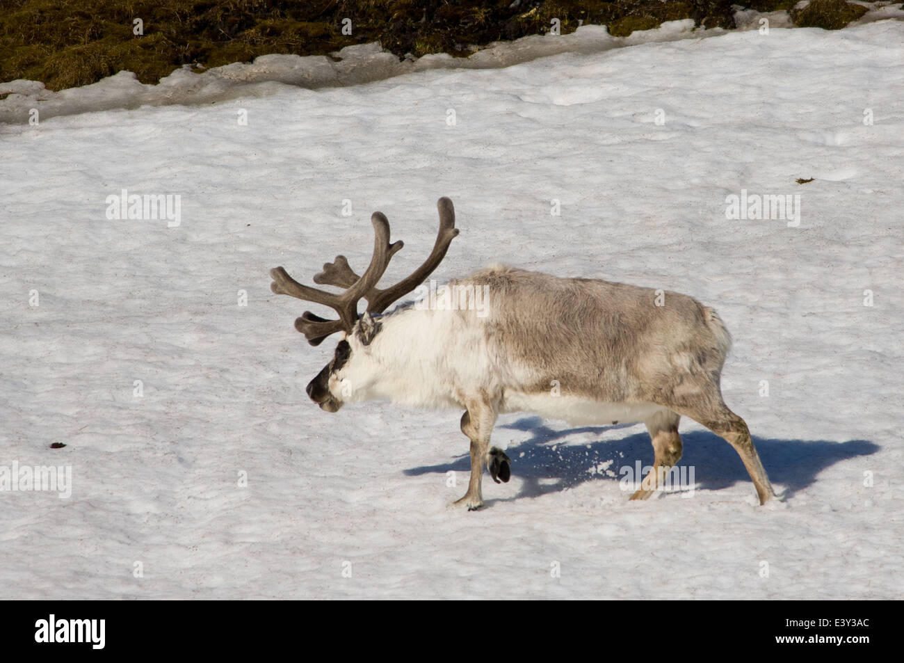 Male Svalbard reindeer (Rangifer tarandus platyrhynchus) on a patch of ...