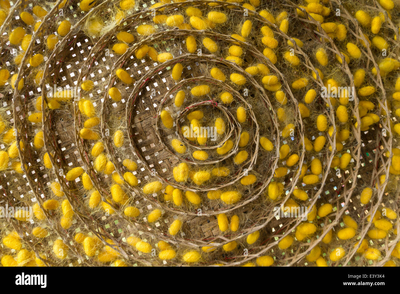 group of silk worm cocoons in nests Stock Photo - Alamy