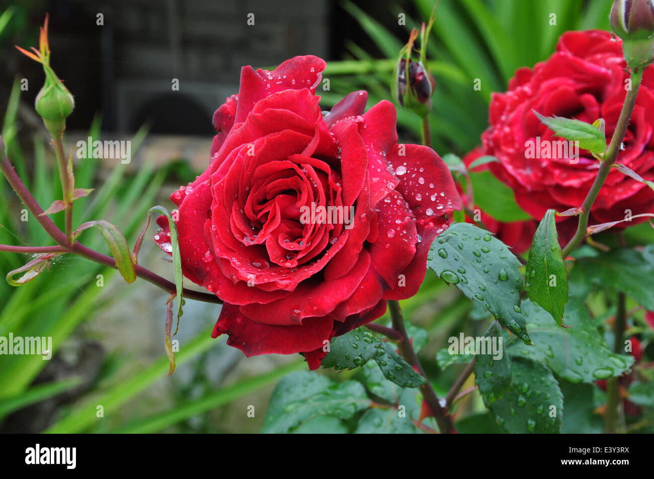 Raindrops On Roses Wallpapers