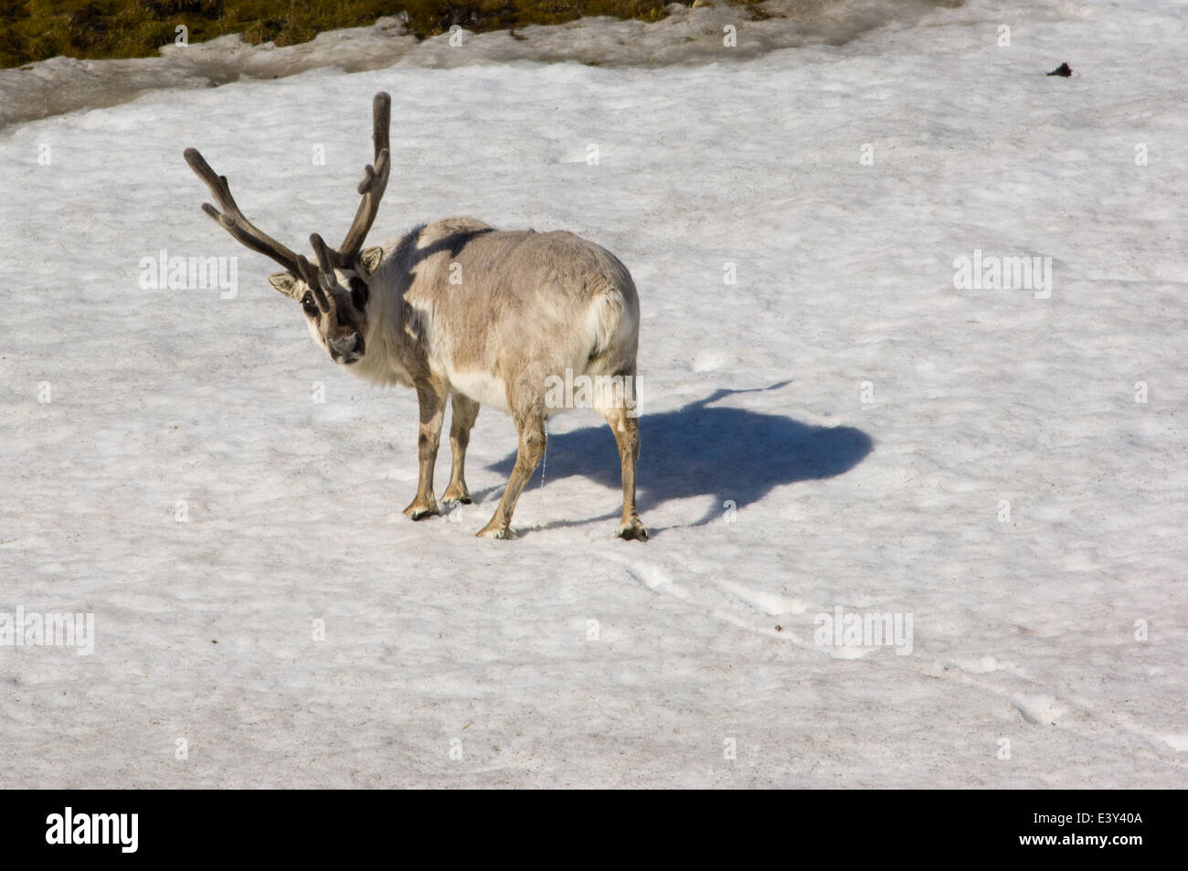 Male Svalbard reindeer (Rangifer tarandus platyrhynchus) on a patch of ...