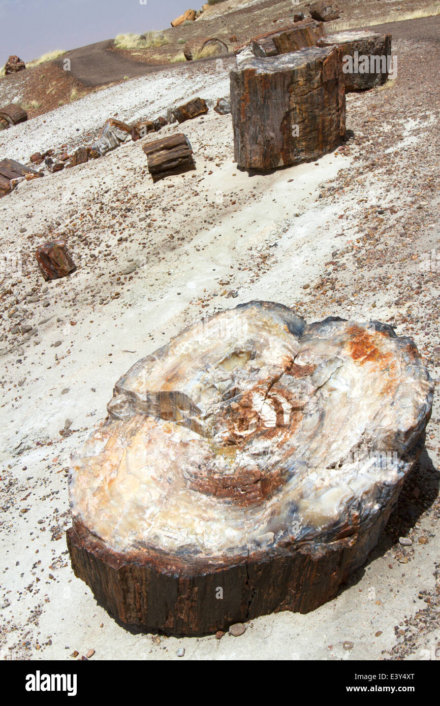 Bisection of a petrified log in Petrified Forest National Park Stock ...