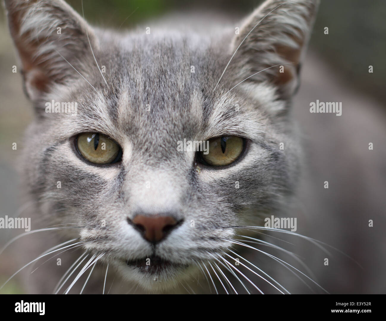 A close up portrait of a cat staring straight in to the camera with the ...