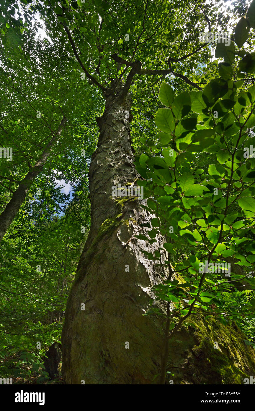 Germany, Bavarian forest, Bayerischer Wald NP Stock Photo - Alamy