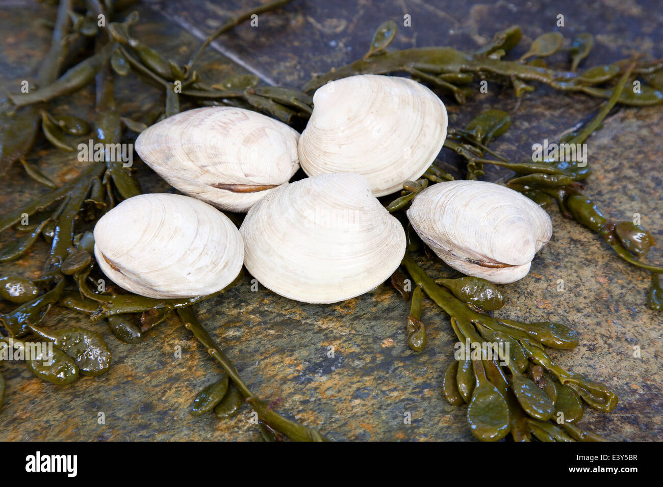 Littleneck clam hi-res stock photography and images - Alamy