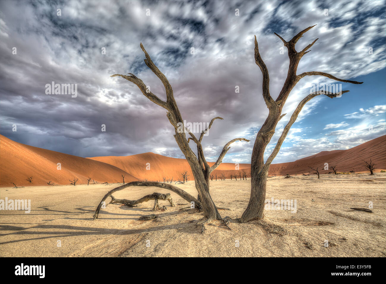 A big old and dead acacia tree in the foreground by Deadvlei ...
