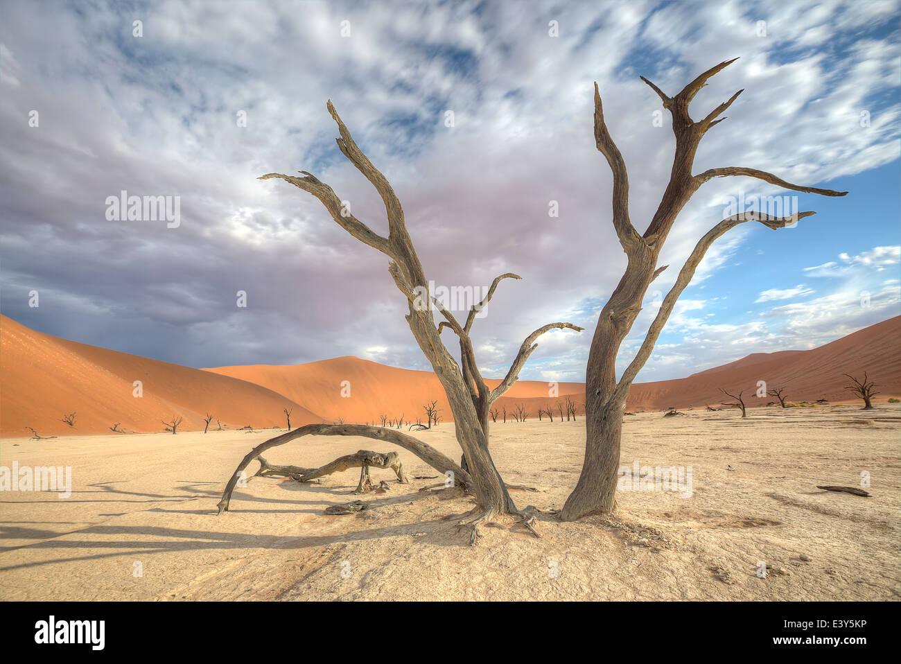 A big old and dead acacia tree in the foreground by Deadvlei ...